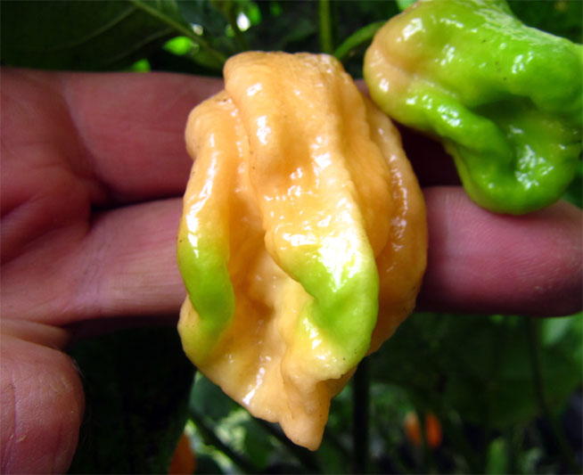 Chili Samen 7Pot Peach 1.79 €, Chilisamen im Shop bestellen