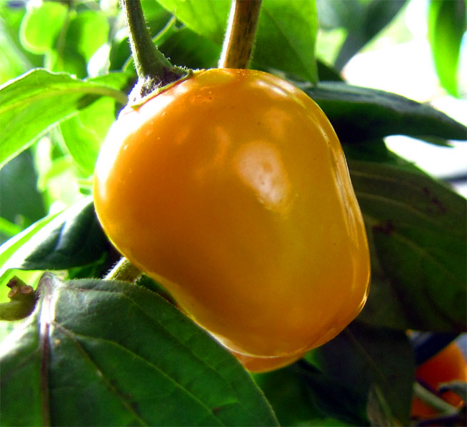 Chili Samen Costa Rican Yellow 1.79 €, Chilisamen im Shop bestellen