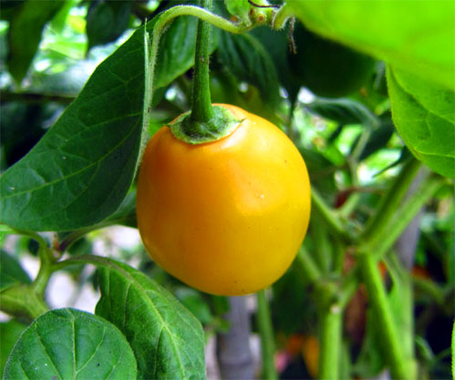 Chili Samen Costa Rican Yellow 1.79 €, Chilisamen im Shop bestellen