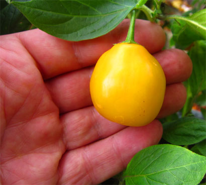 Chili Samen Costa Rican Yellow 1.79 €, Chilisamen im Shop bestellen