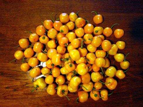 Chili Samen Costa Rican Yellow 1.79 €, Chilisamen im Shop bestellen