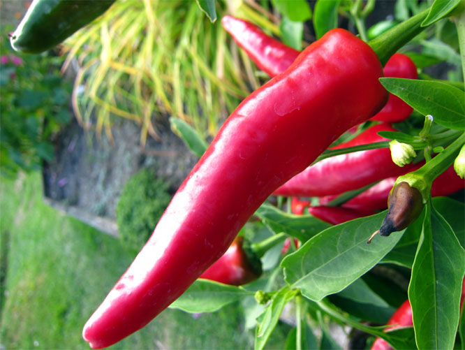 Chili Samen Karkula 1.79 €, Chilisamen im Shop bestellen