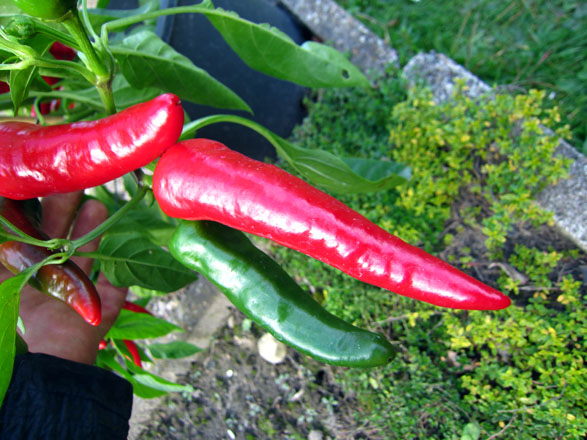 Chili Samen Karkula 1.79 €, Chilisamen im Shop bestellen