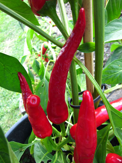Chili Samen Karkula 1.79 €, Chilisamen im Shop bestellen