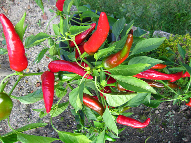 Chili Samen Karkula 1.79 €, Chilisamen im Shop bestellen