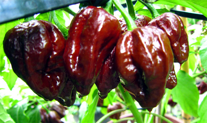 Chili Samen Naga Black 2.00 €, Chilisamen im Shop bestellen
