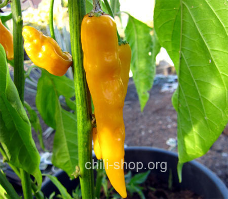 Chili Samen kaufen Aji Golden, Chili-Samen kaufen, Chili-Seeds im Shop ...
