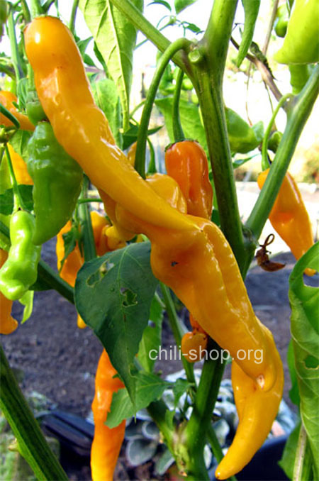 Chili Samen kaufen Aji Golden, Chili-Samen kaufen, Chili-Seeds im Shop ...