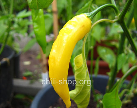 Chili Samen kaufen Aji Peru Yellow, Chili-Samen kaufen, Chili-Seeds im ...