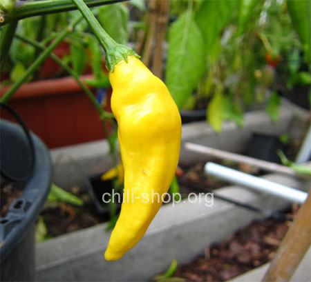 Chili Samen kaufen Aji Peru Yellow, Chili-Samen kaufen, Chili-Seeds im ...