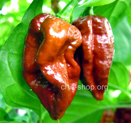 Chili Samen kaufen Naga Big Black, Chili-Samen kaufen, Chili-Seeds im ...