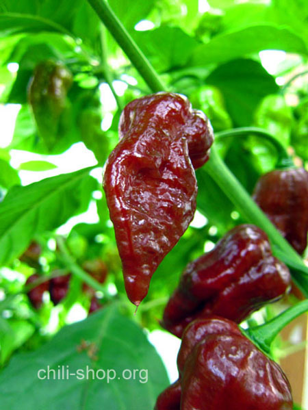 Chili Samen kaufen Naga Big Black, Chili-Samen kaufen, Chili-Seeds im ...