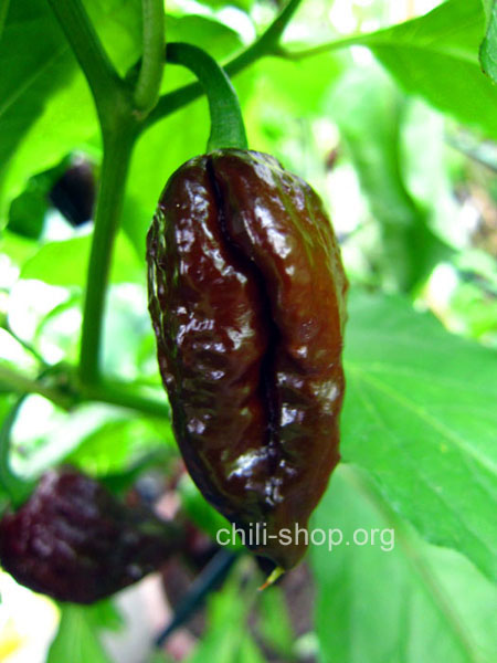 Chili Samen kaufen Naga Black, Chili-Samen kaufen, Chili-Seeds im Shop ...
