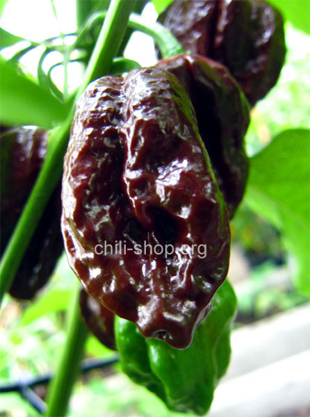 Chili Samen kaufen Naga Black, Chili-Samen kaufen, Chili-Seeds im Shop ...
