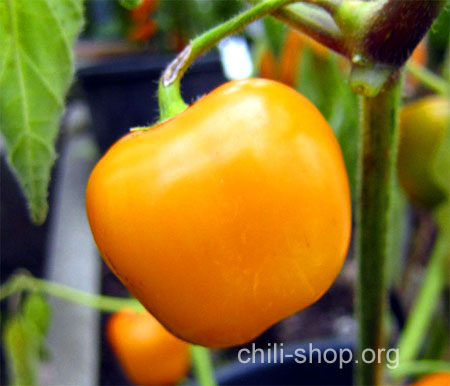 Chili Samen kaufen Costa Rican Yellow, Chili-Samen kaufen, Chili-Seeds ...