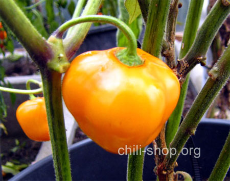 Chili Samen kaufen Costa Rican Yellow, Chili-Samen kaufen, Chili-Seeds ...