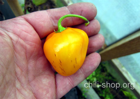 Chili Samen kaufen Costa Rican Yellow, Chili-Samen kaufen, Chili-Seeds ...