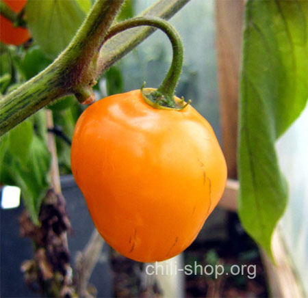 Chili Samen kaufen Costa Rican Yellow, Chili-Samen kaufen, Chili-Seeds ...