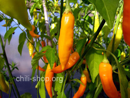 Chili Samen kaufen Golden, Chili Samen kaufen, Chili Seeds bestellen