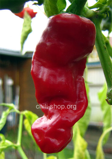 Chili Samen kaufen Peter Pepper Red, Tomaten Samen kaufen, Chili Seeds ...
