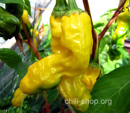 Chili Samen kaufen Peter Pepper Yellow, Tomaten Samen kaufen, Chili ...