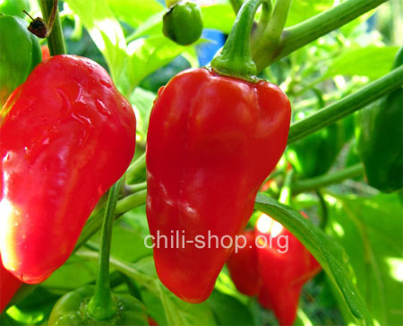 Chili Samen kaufen sambo, Tomaten Samen kaufen, Chili Seeds bestellen