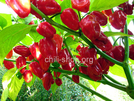 Chili Samen kaufen sambo, Tomaten Samen kaufen, Chili Seeds bestellen