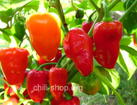 Chili Samen kaufen sambo, Tomaten Samen kaufen, Chili Seeds bestellen